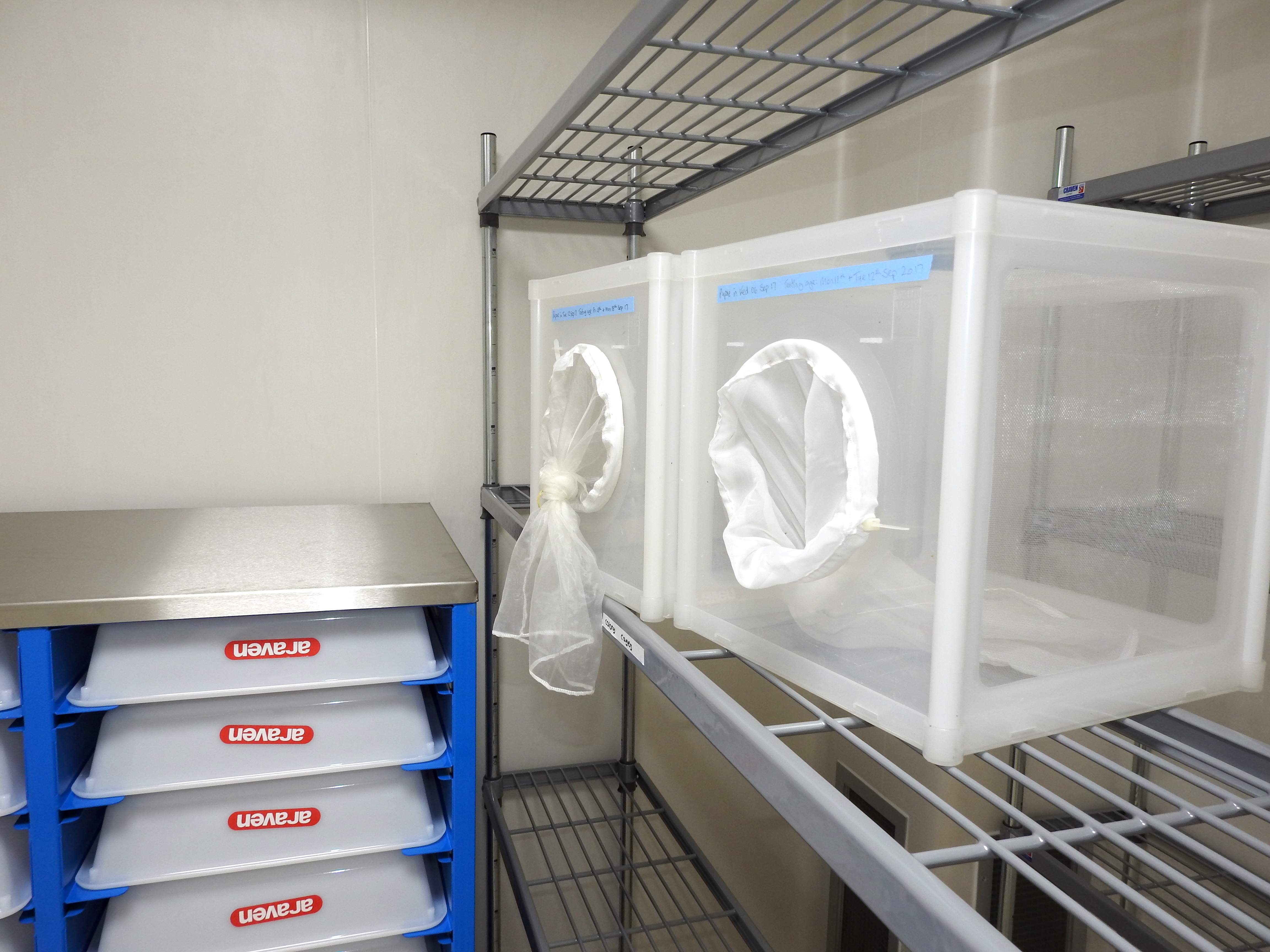 Mosquito colonies | LITE